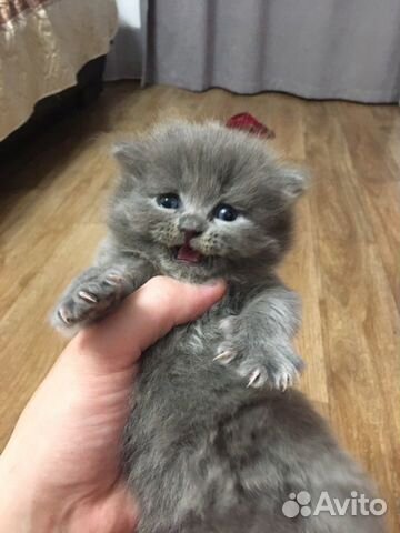 Плюшевые медвежата