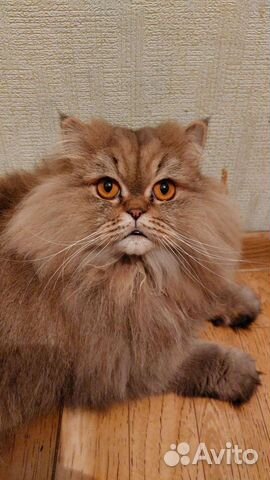 Персидская шиншилла