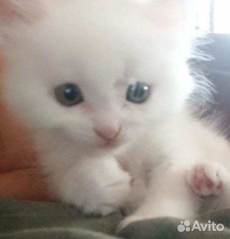 Турецкая ангора