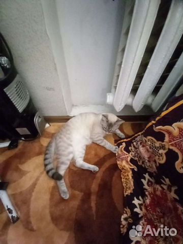 Кот