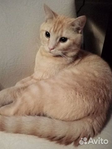 Кот