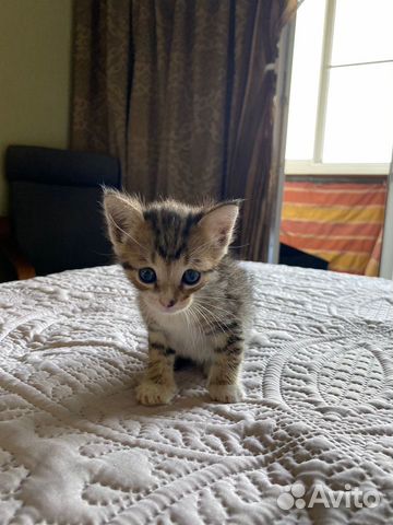 Отдам котенка в добрые руки