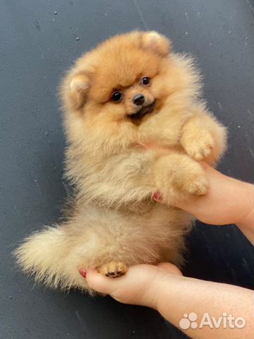 Шпиц девочка помераночка