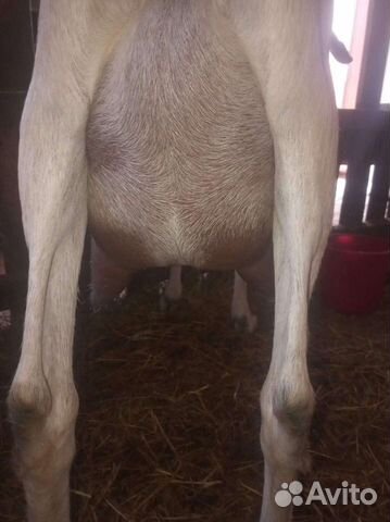 Англонубийская дойная коза