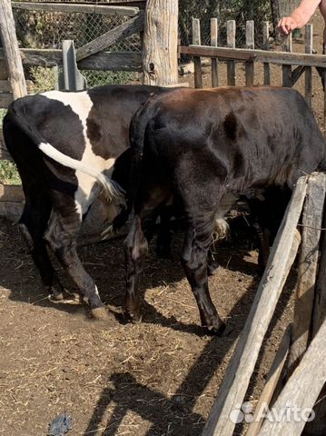 Продается телята 6-7 месяцев, поеныши обрашаться п