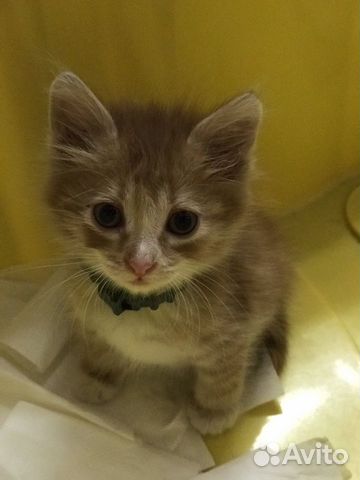 Котик очень ласковыы и игривый ищет дом