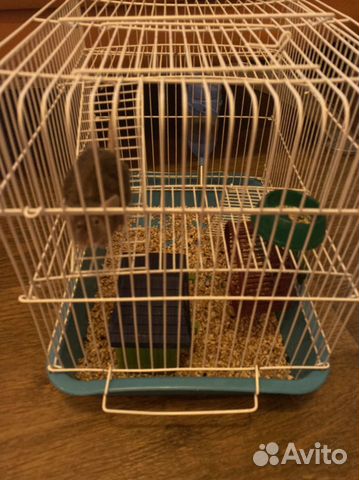 Декоративные мыши