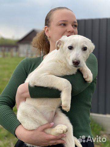 Щенок в добрые руки бесплатно