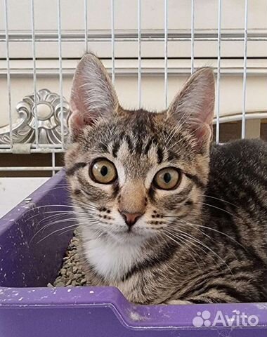 2-ух месячная Кассиопея ищет маму