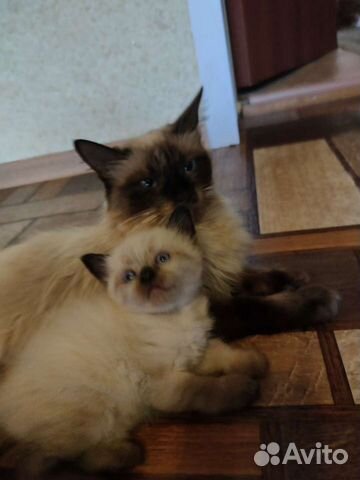 Невская маскарадная с тайской помесь,котята 5 шт,1