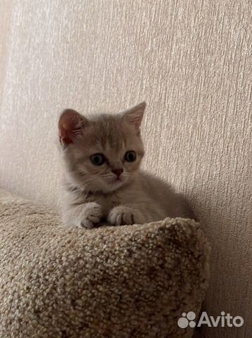 Шотланский котенок прямоухий