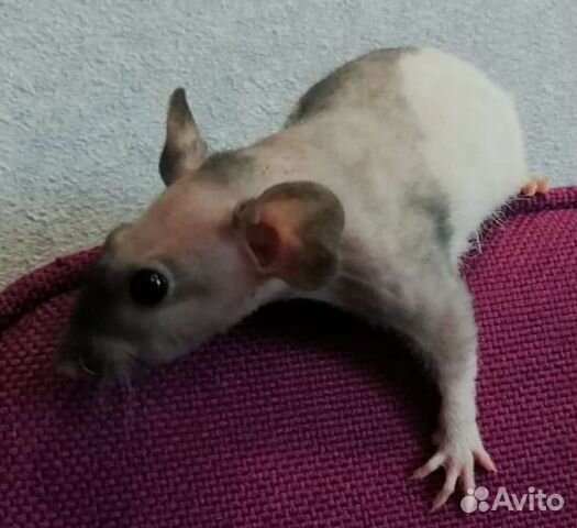 Отдам крыс