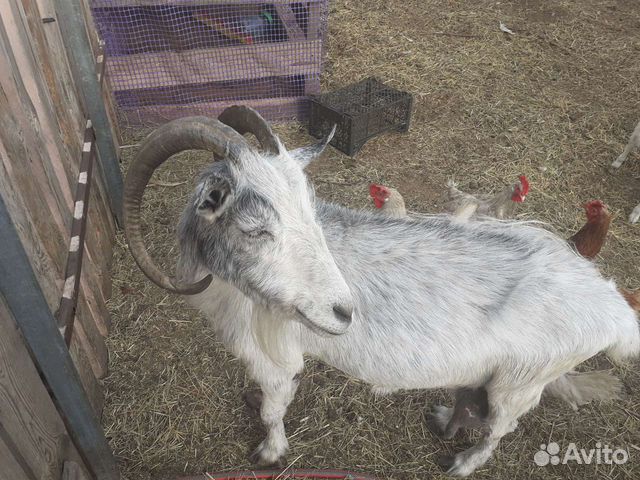 Коза дойная молочная