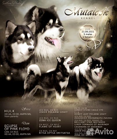 Черно-белые щенки Маламута