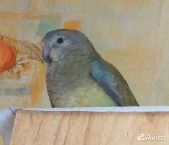 Певчий попугай (самка). Бесплатно