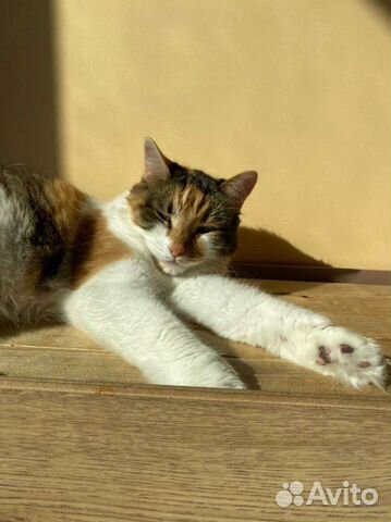 Красивая кошка