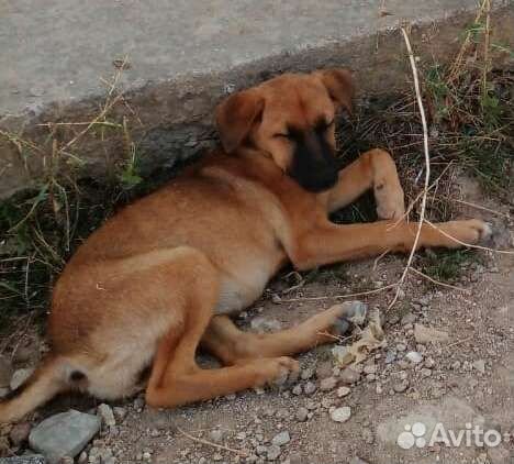 Щенки плюшевые