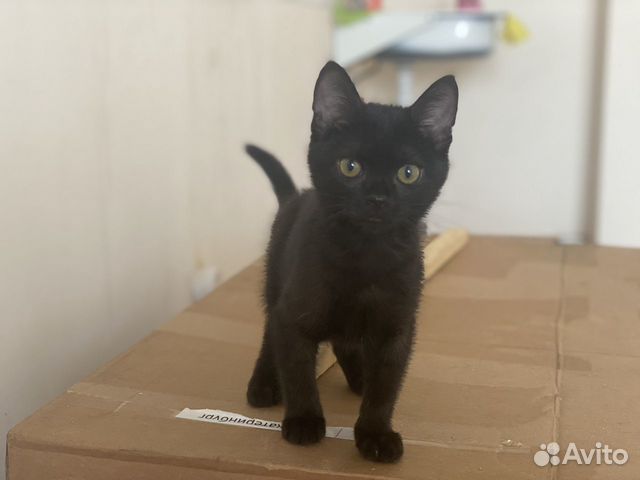 Котенок Таисья