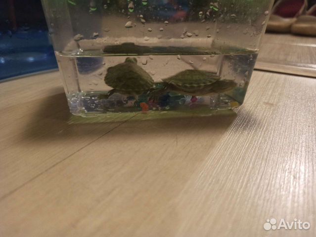 Две черепашки