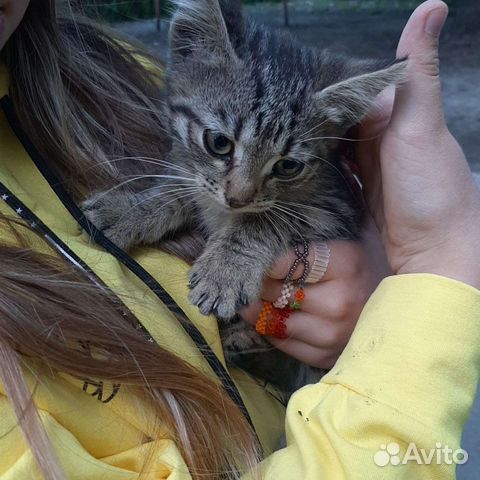 Кошка в дар
