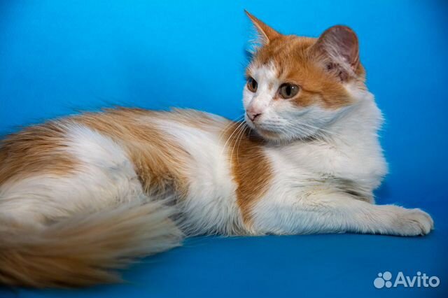 Нежная Алекса 7 месяцев