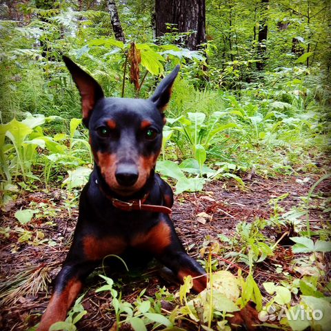 Щенки цвергпинчера