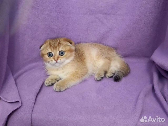 Шотландские золотые вислоухие котята