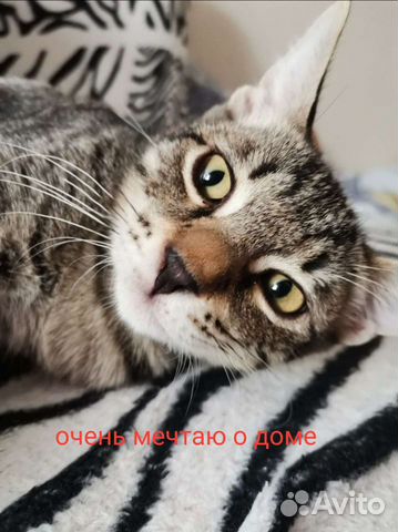 Хочу в семью