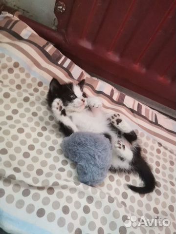 Котёнок ждёт тебя