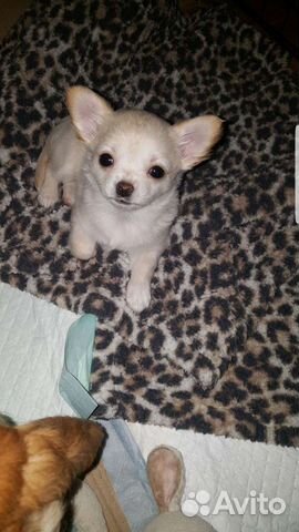 Длинношерстные милашки