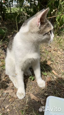 Котик бесплатно кот кошка котята