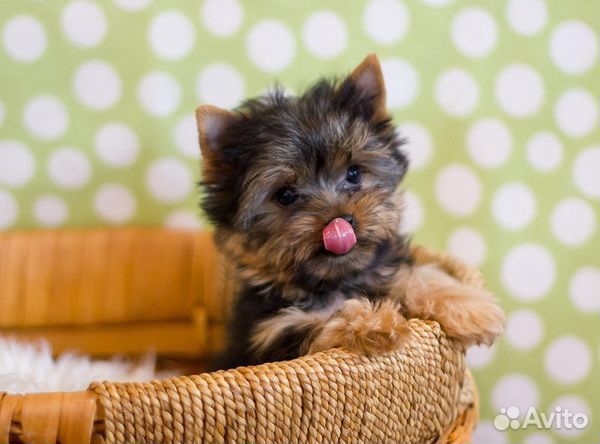 Йоркширский терьер