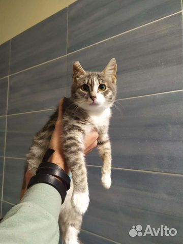 Кошка в дар