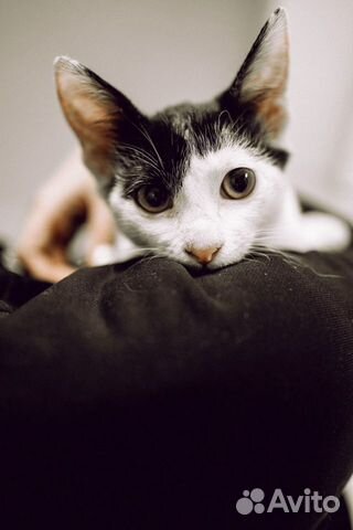 Котенок Кокосик в добрые руки