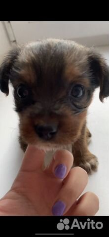 Йоркширский терьер