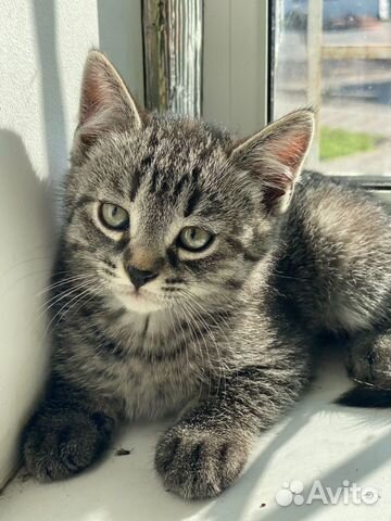 Котята в добрые руки мальчики