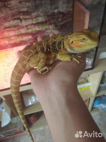 Бородатая агама на случку