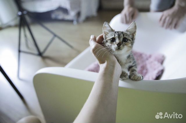 Котёнок Самый Нежный Маленький Ангелочек Девочка