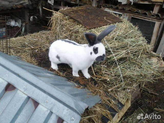 Кролик немецкий пестрый строкач