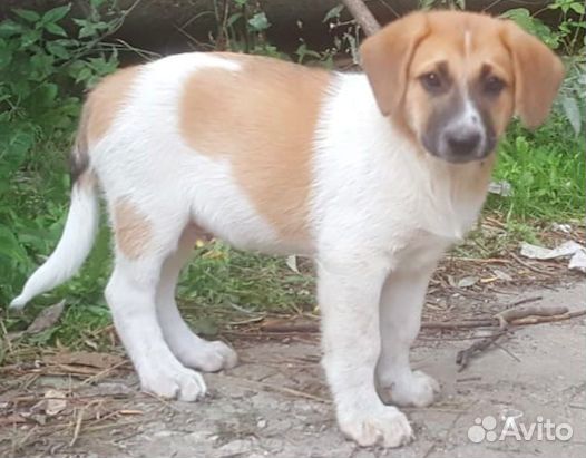 Тоша, мальчик 3 мес., в добрые руки