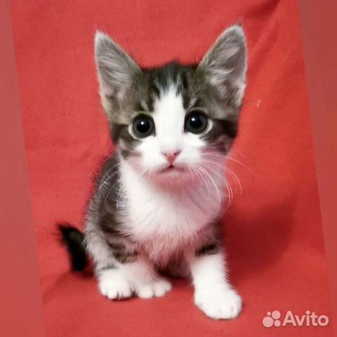 Котёнок, котята малыш 2 мес в дар