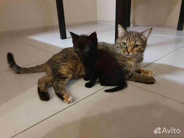 Котята