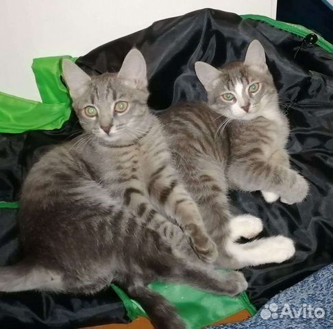 Котята в добрые руки бесплатно