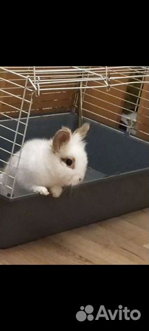 Вязка кроликов