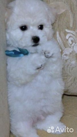 Бишон фризе