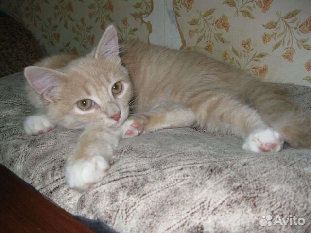 Бориска котик