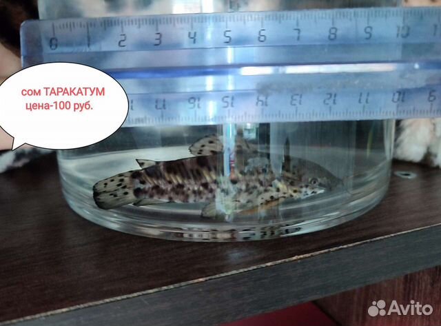 Аквариумные рыбки сомики