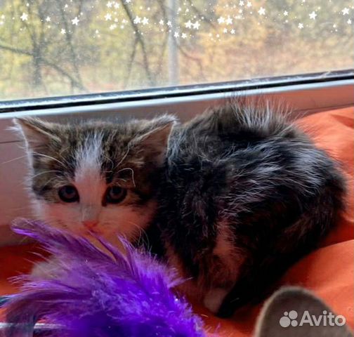 Котёнок мальчик спокойный и ласковый