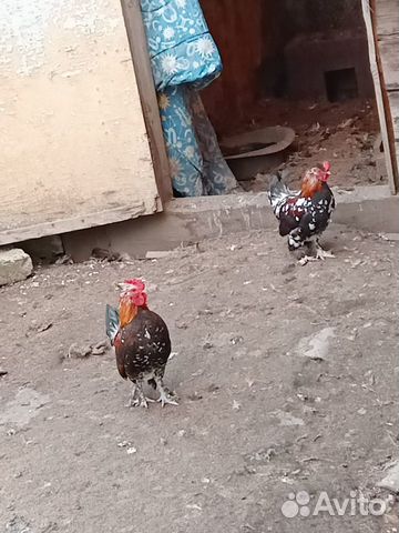 Петух бентамка