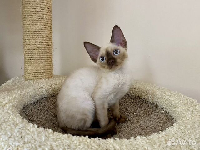 Девон-рекс шоколадный Милки